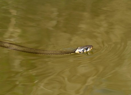250 Natrix Stock Pictures, Editorial Images and Stock Photos | Shutterstock