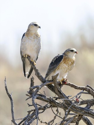 Lanner Falcon Falco Biarmicus Prey Mouse Editorial Stock Photo - Stock Image | Shutterstock