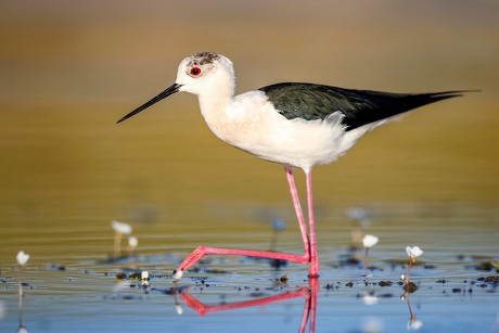 92 Common stilt Stock Pictures, Editorial Images and Stock Photos ...