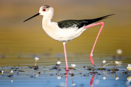 92 Common stilt Stock Pictures, Editorial Images and Stock Photos ...