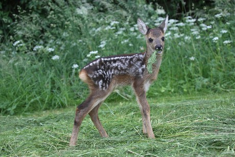 500 Deer calf Stock Pictures, Editorial Images and Stock Photos ...