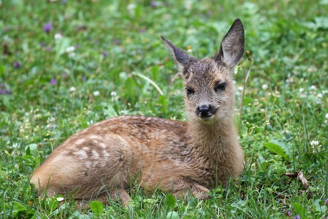 500 Fawn (baby Stock Pictures, Editorial Images and Stock Photos ...