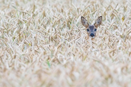 250 Deer corn Stock Pictures, Editorial Images and Stock Photos ...