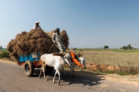 90 Cattle carts Stock Pictures, Editorial Images and Stock Photos ...