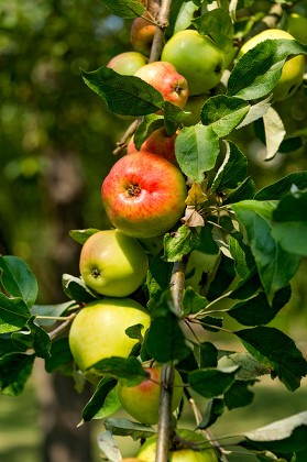 Apple Tree Malus Domestica Apples Historic Editorial Stock Photo ...