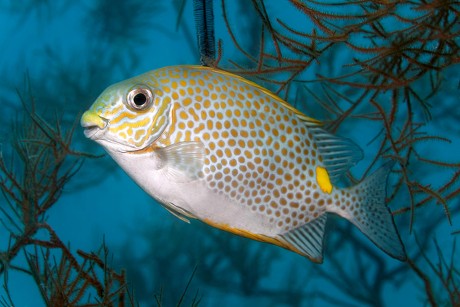 ORANGE-SPOTTED SPINEFOOT SIGANUS GUTTATUS PALAWAN MIMAROPA Editorial ...