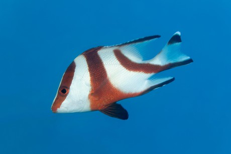 Emperor Red Snapper Lutjanus Sebae Swimming Editorial Stock Photo ...