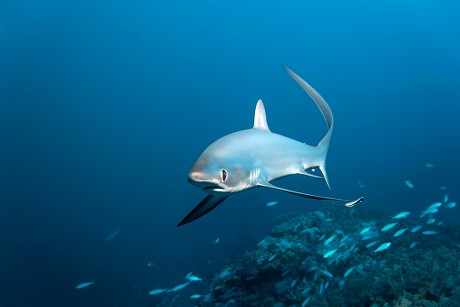 28 Thresher shark Stock Pictures, Editorial Images and Stock Photos ...