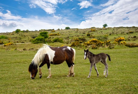 90 Famous mare Stock Pictures, Editorial Images and Stock Photos ...