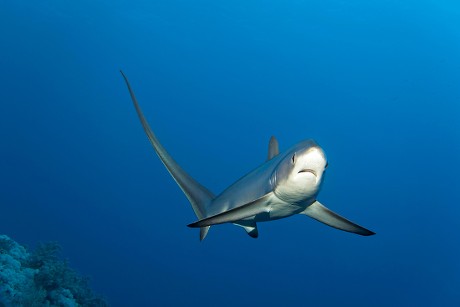 28 Thresher shark Stock Pictures, Editorial Images and Stock Photos ...