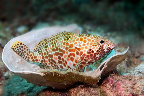 500 Grouper Stock Pictures, Editorial Images and Stock Photos ...