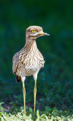 Spotted Dikkop Spotted Thickknee Burhinus Capensis Editorial Stock ...