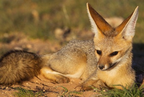 Cape Fox Vulpes Chama Resting Late Editorial Stock Photo - Stock Image ...