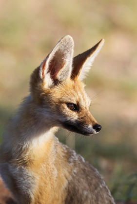 Cape Fox Vulpes Chama Portrait Kalahari Editorial Stock Photo - Stock ...