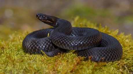 96 Common european adder Stock Pictures, Editorial Images and Stock ...