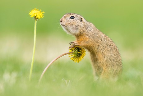 European Ground Squirrel Spermophilus Citellus Sniffing Editorial Stock ...