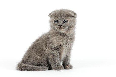 250 Scottish fold Stock Pictures, Editorial Images and Stock Photos ...