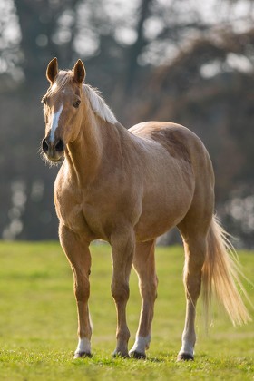 90 Famous mare Stock Pictures, Editorial Images and Stock Photos ...
