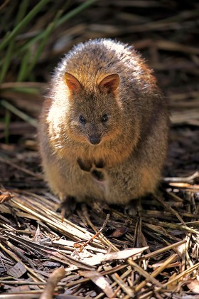 36 Quokka Stock Pictures, Editorial Images and Stock Photos | Shutterstock