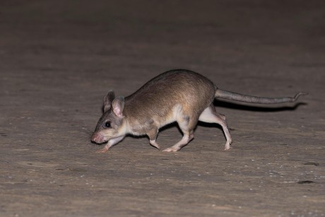 Malagasy Giant Rat Hypogeomys Antimena Running Editorial Stock Photo ...