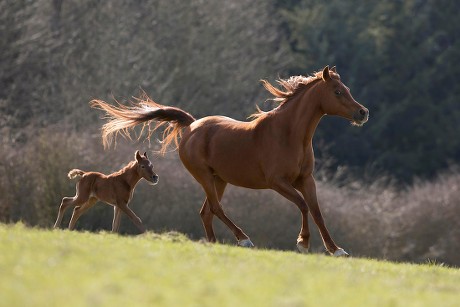 90 Famous mare Stock Pictures, Editorial Images and Stock Photos ...