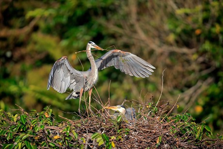 55 Bird's landing Stock Pictures, Editorial Images and Stock Photos ...