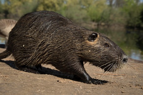 46 Nutria rat Stock Pictures, Editorial Images and Stock Photos ...