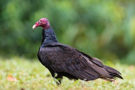 250 Turkey vulture Stock Pictures, Editorial Images and Stock Photos ...