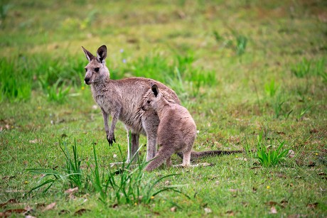 Eastern Gray Giant Kangaroo Macropus Giganteus Editorial Stock Photo ...