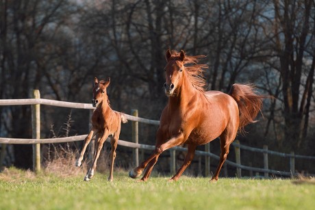 90 Famous mare Stock Pictures, Editorial Images and Stock Photos ...