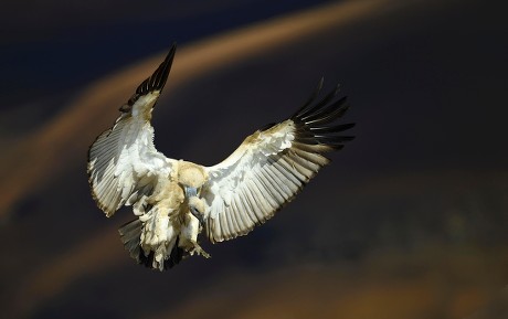 Cape Vulture Gyps Coprotheres Flight Giant39s Editorial Stock Photo ...
