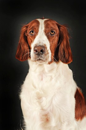 Irish Red White Setter Animal Portrait Editorial Stock Photo - Stock ...