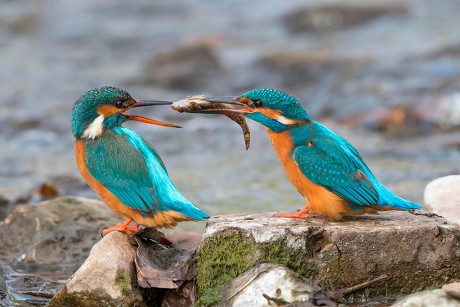 74 Closeness to nature Stock Pictures, Editorial Images and Stock ...