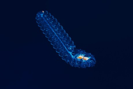 18 Salp Stock Pictures, Editorial Images and Stock Photos | Shutterstock