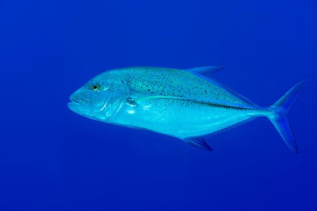 7 Bluefin kingfish Stock Pictures, Editorial Images and Stock Photos ...