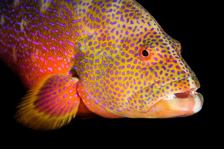 500 Grouper Stock Pictures, Editorial Images and Stock Photos ...