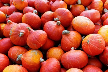 73 Cucurbita maxima Stock Pictures, Editorial Images and Stock Photos ...