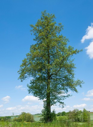 87 Common alder Stock Pictures, Editorial Images and Stock Photos ...