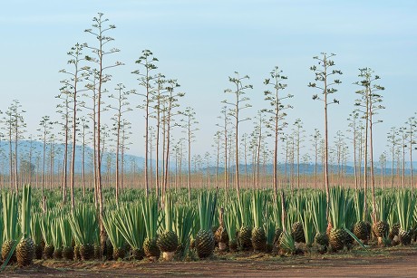 31 Agave field Stock Pictures, Editorial Images and Stock Photos ...