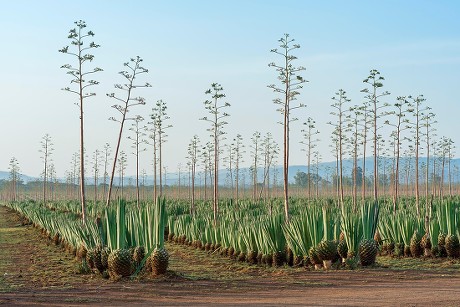 31 Agave field Stock Pictures, Editorial Images and Stock Photos ...