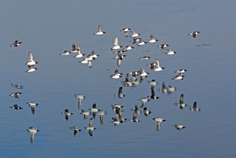 Thickbilled Murres Uria Lomvia Flying Over Editorial Stock Photo ...
