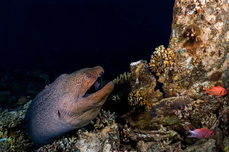 18 Java moray eel Stock Pictures, Editorial Images and Stock Photos ...