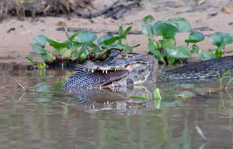 34 Common caiman Stock Pictures, Editorial Images and Stock Photos ...