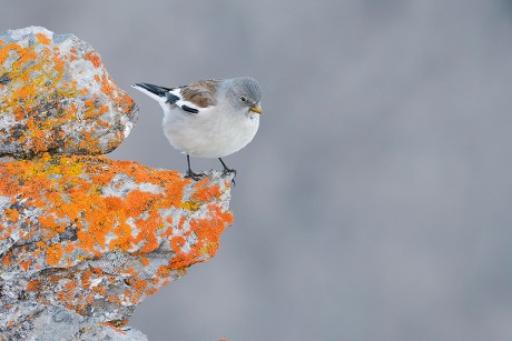 39 Snowfinch Stock Pictures, Editorial Images and Stock Photos ...