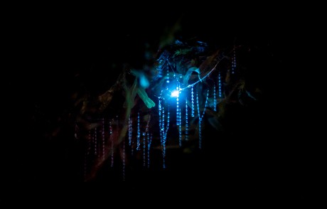 18 Lightning bug Stock Pictures, Editorial Images and Stock Photos ...