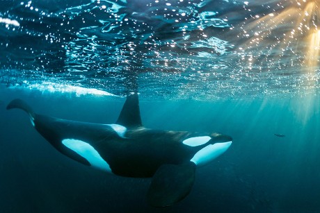 Orca Orcinus Orca Below Water Surface Editorial Stock Photo - Stock ...
