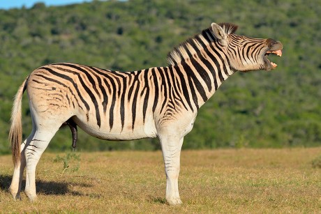 Burchells Zebra Equus Quagga Burchellii Neighing Editorial Stock Photo ...