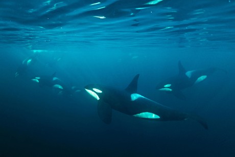 Schools Killer Whales Orcinus Orca Norway Editorial Stock Photo - Stock ...