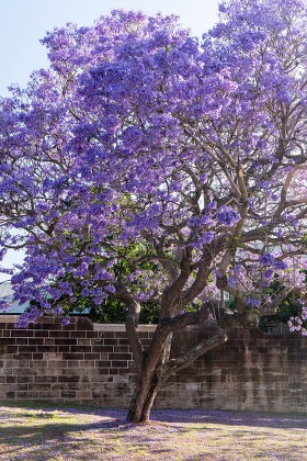 51 Jacaranda flower Stock Pictures, Editorial Images and Stock Photos ...