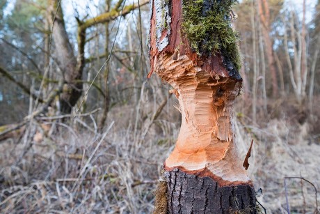 500 Chopped tree Stock Pictures, Editorial Images and Stock Photos ...